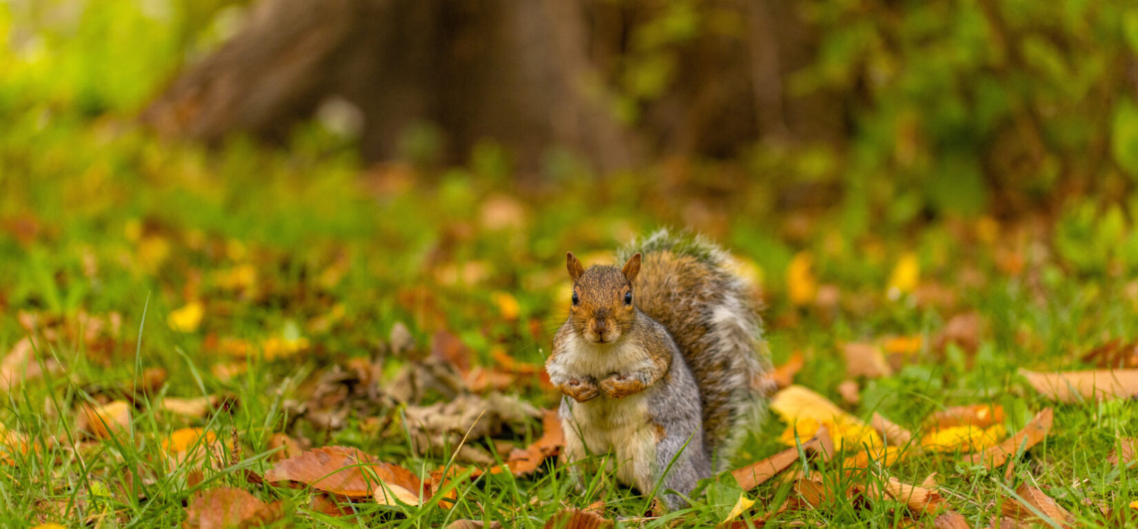 Reception - Squirrels - Sheerhatch Primary School